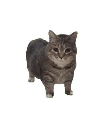 猫猫抽象动态表情包_图片_gif - GIF动图 免费下载 - 爱给网