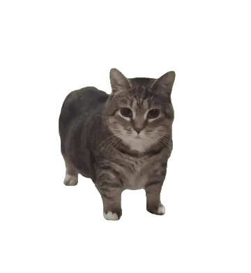 猫猫抽象动态表情包_图片_gif - GIF动图 免费下载 - 爱给网