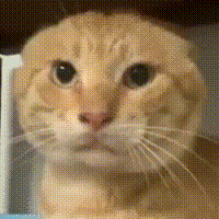 猫咪耄耋 GIF动图 免费下载 - 爱给网