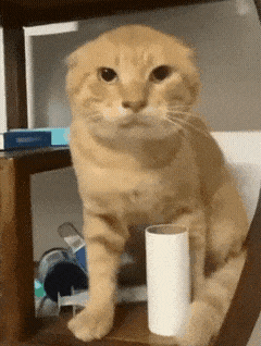 耄耋猫表情包动图——合集 GIF动图 免费下载 - 爱给网